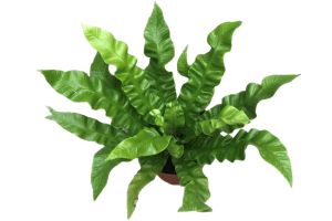 Ultimate Crispy Wave Fern Care Guide (Japanese Asplenium Nidus) - Plant ...